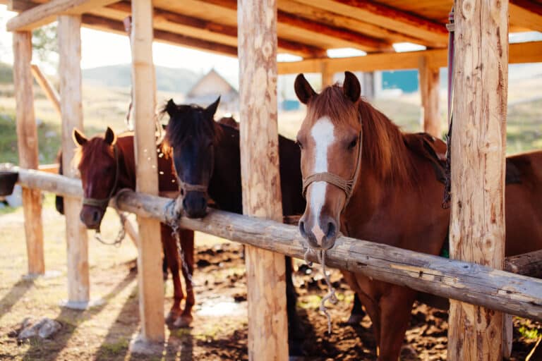 6 Reasons Smart Stable Owners Install Horse Paddock Grids