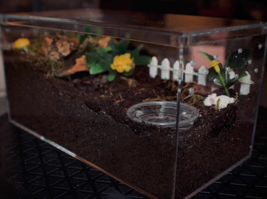 Choosing the Perfect Tarantula Enclosure—6 Considerations