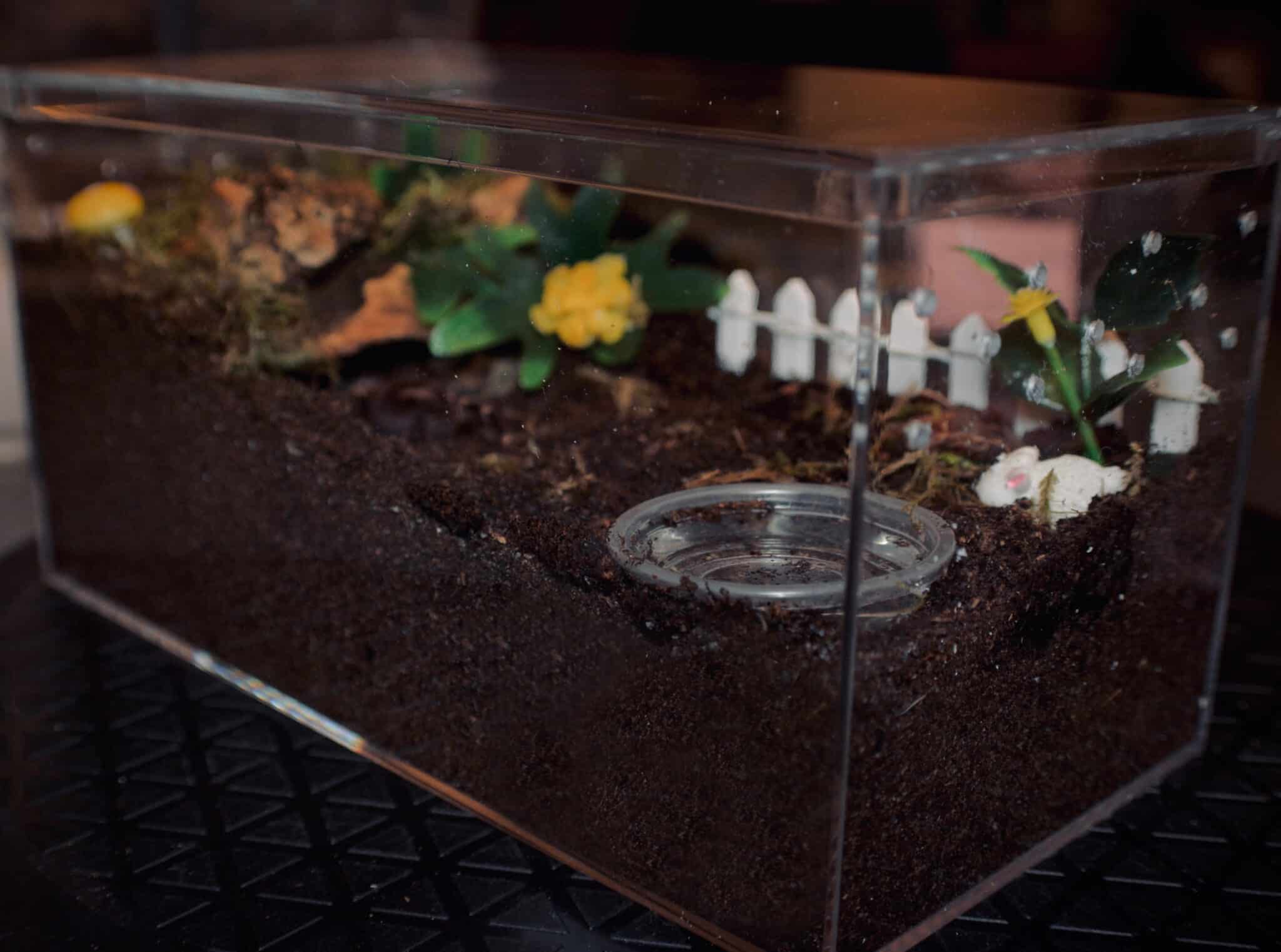 Choosing the Perfect Tarantula Enclosure—6 Considerations