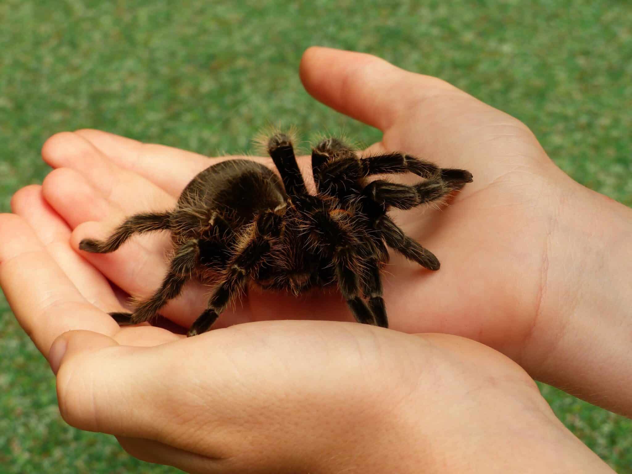 Choosing the Perfect Tarantula Enclosure—6 Considerations