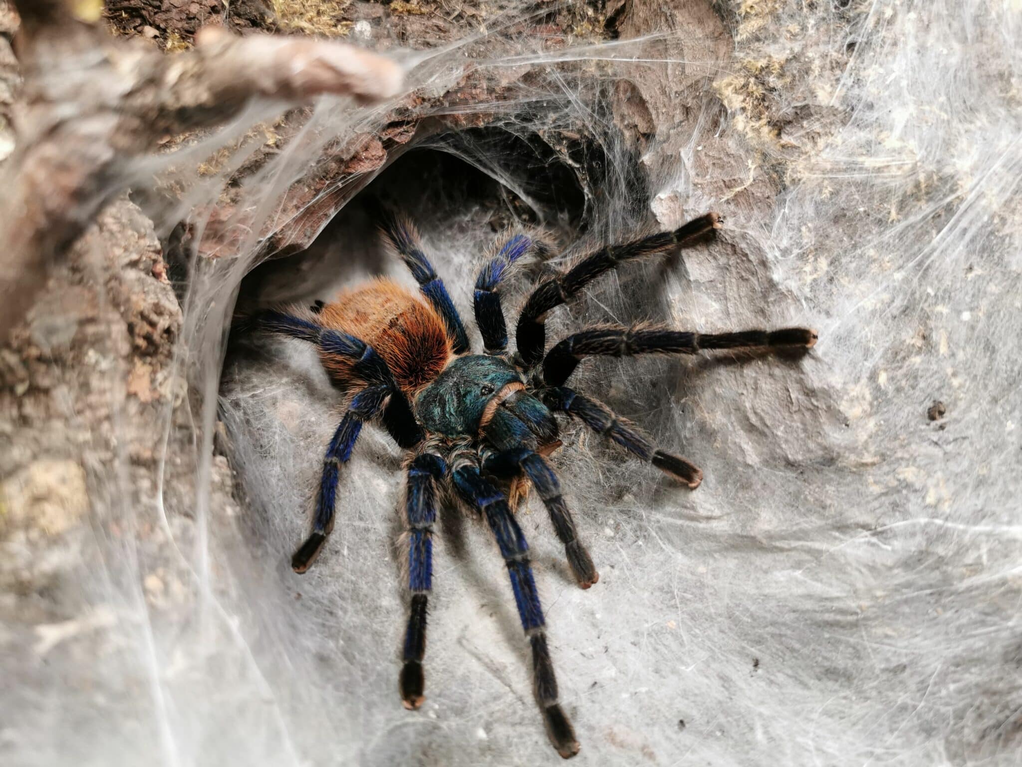 Choosing the Perfect Tarantula Enclosure—6 Considerations