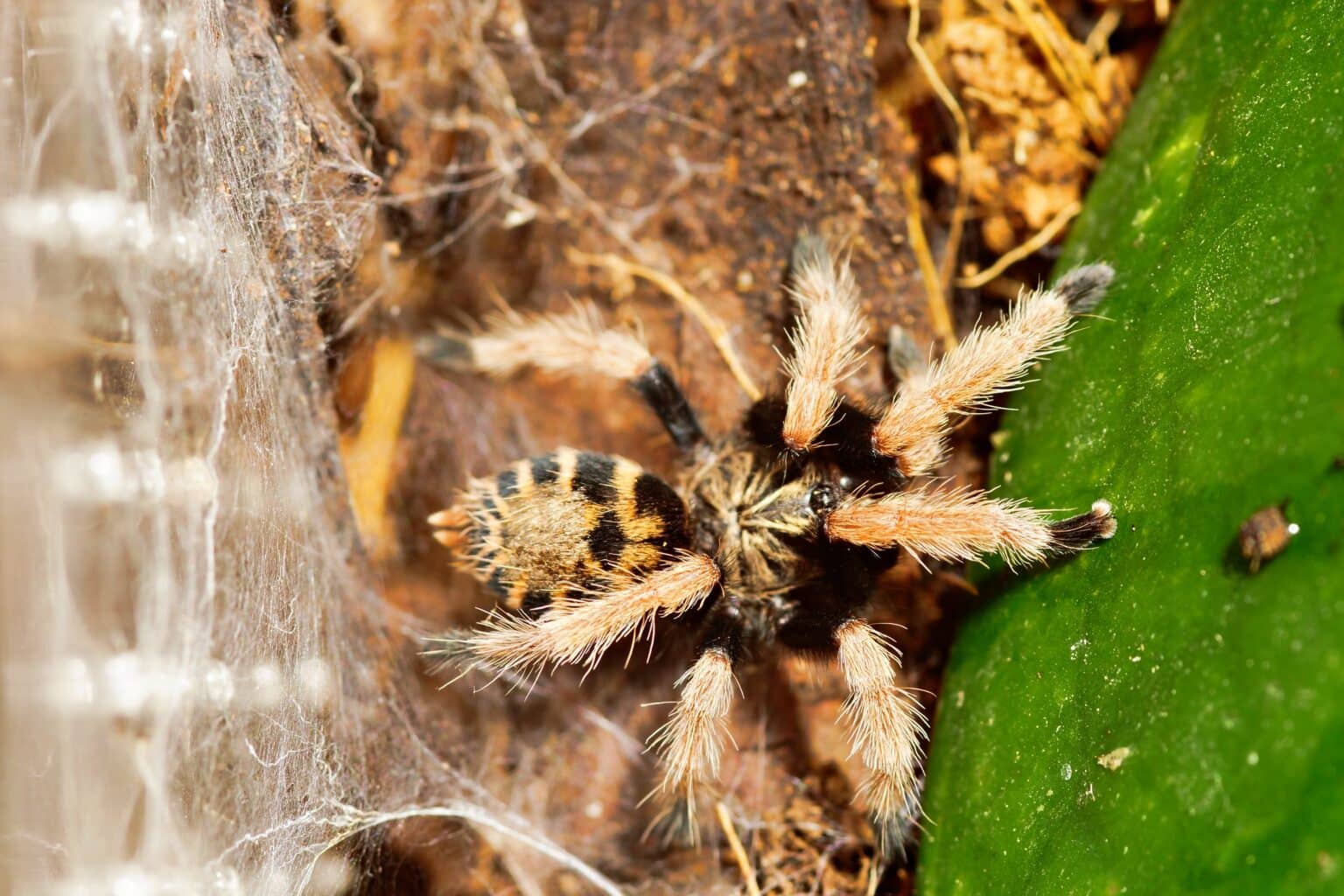 Choosing the Perfect Tarantula Enclosure—6 Considerations